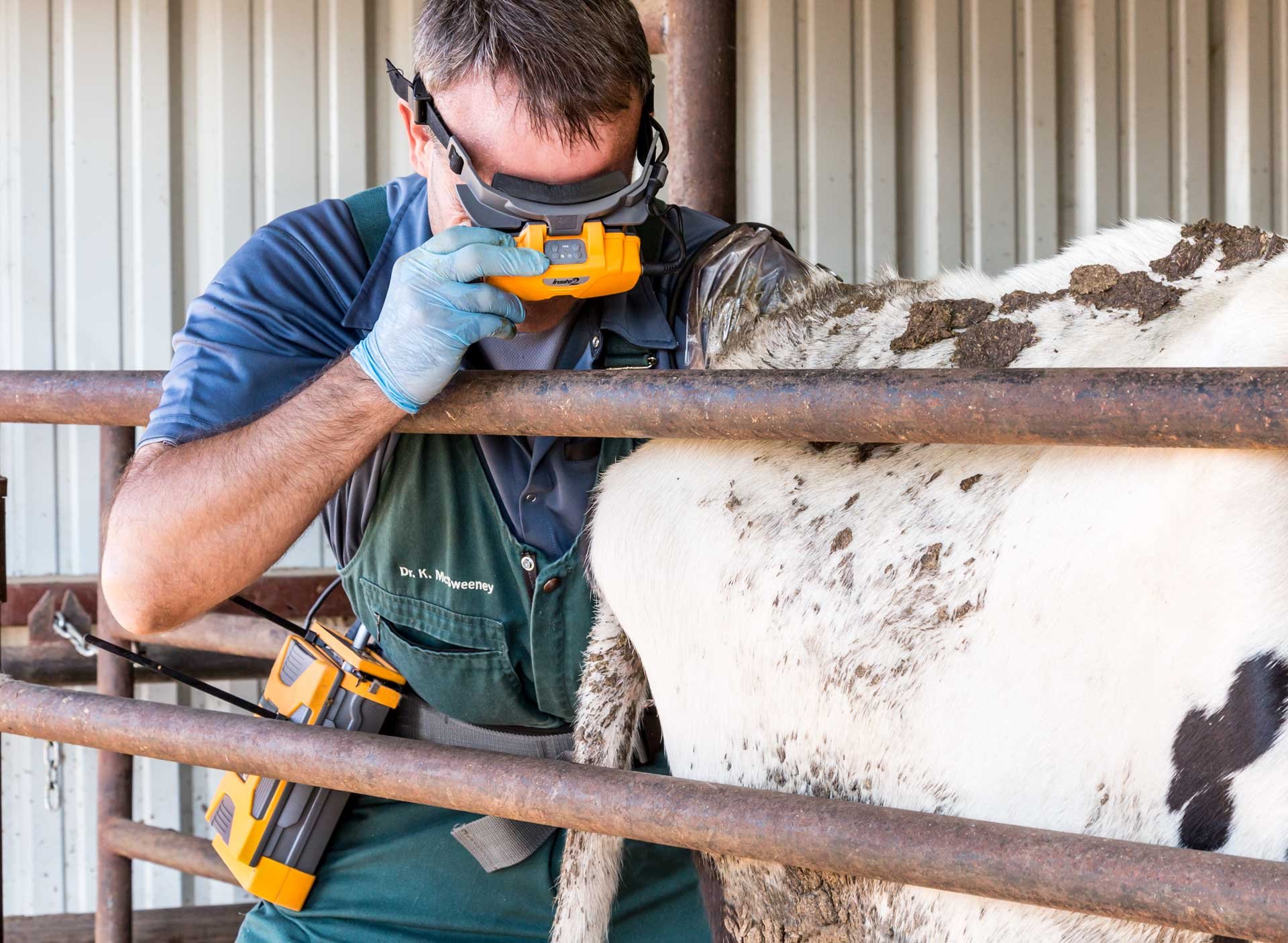 Bovine Palpation vs. Ultrasound